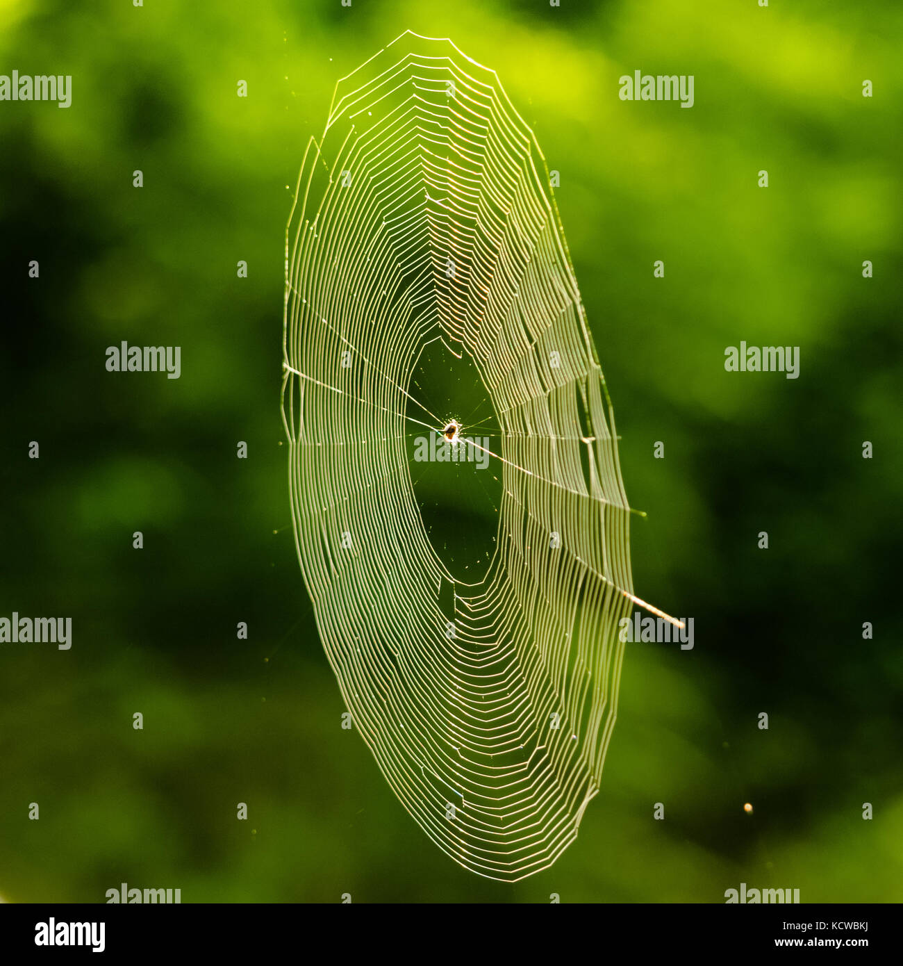 Spider making oval web in green backdrop Stock Photo - Alamy