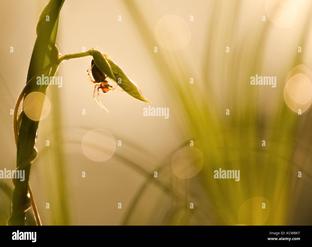 Light green vines hi-res stock photography and images - Alamy