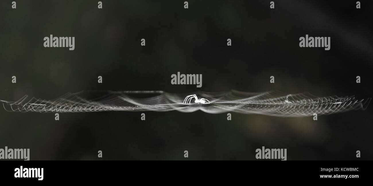 Spider x ray hi-res stock photography and images - Alamy