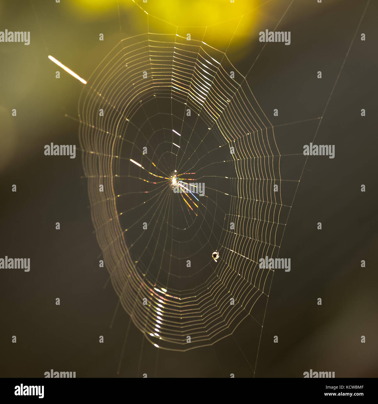 Spider making web Stock Photo - Alamy