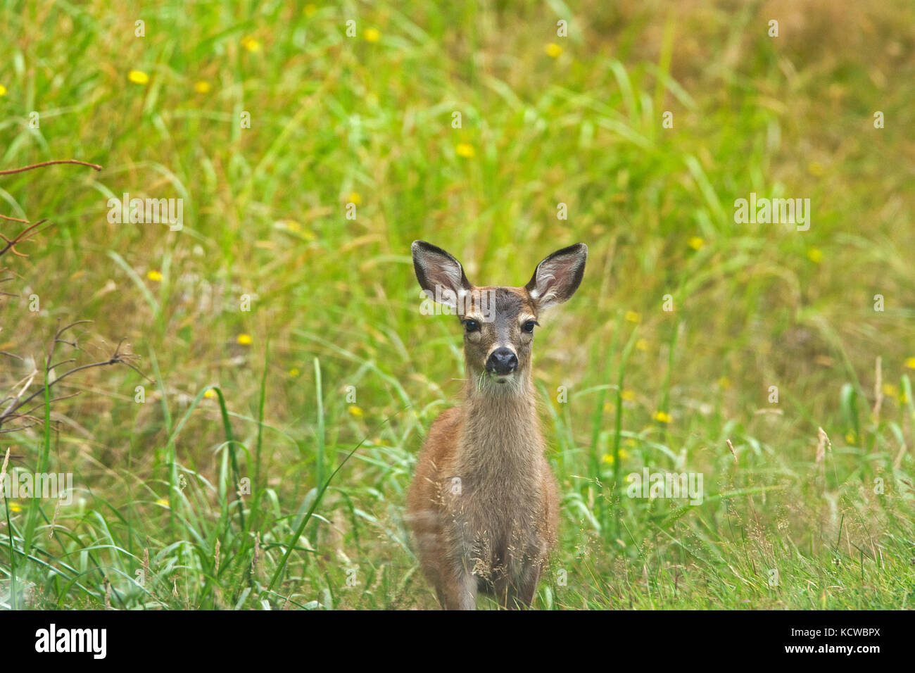 Sitka black-tailed deer (Odocoileus hemionus sitkensis). Near Skidegate ...