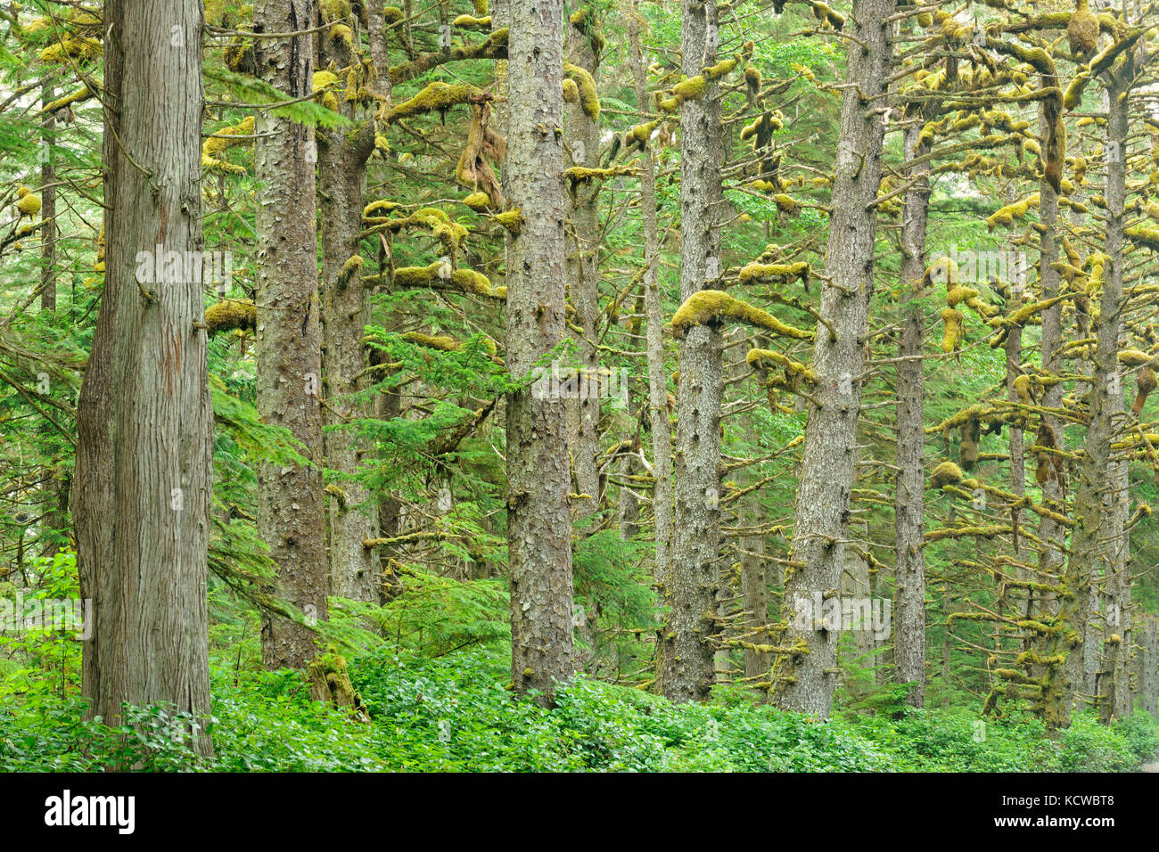 Coastal rain forest. Naikoon Provincial Park. Graham Island. , Haida ...