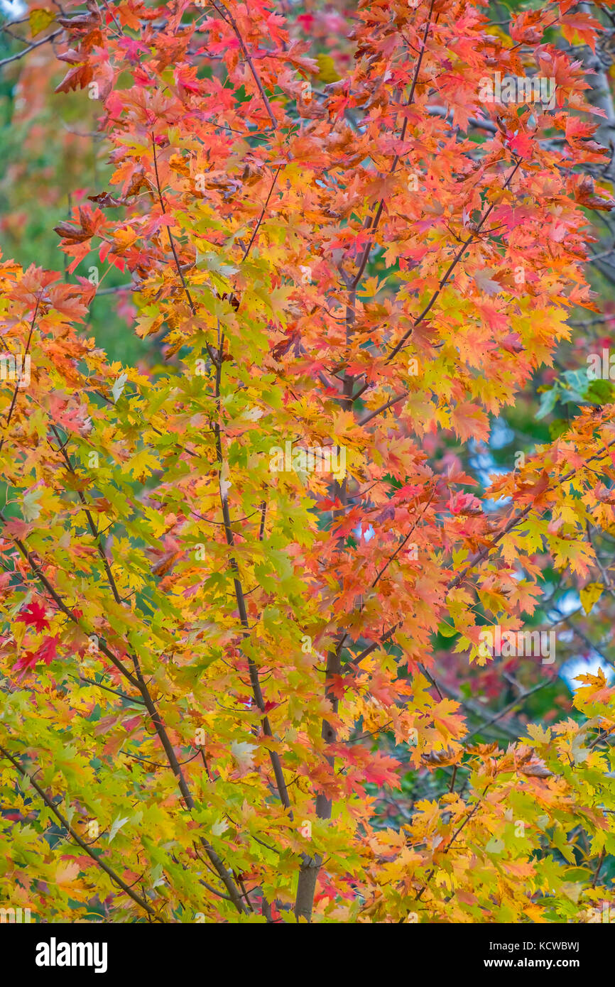 Maple trees show their vibrant fall colours in Orillia Ontario Canada ...