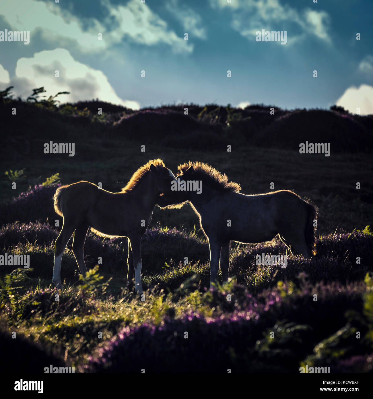 Caressing grass hi-res stock photography and images - Alamy