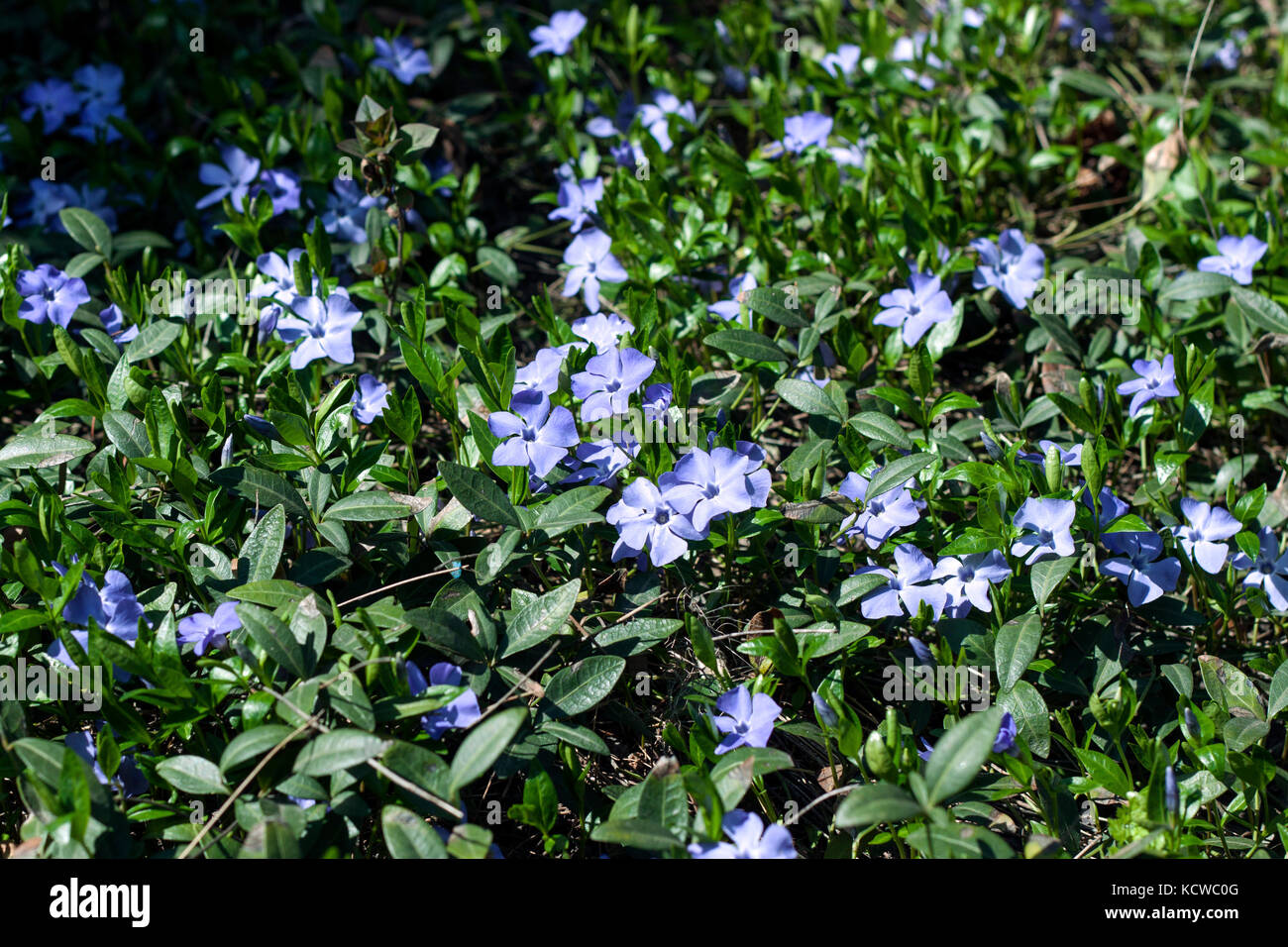 Flowering in the spring orchards Stock Photo - Alamy