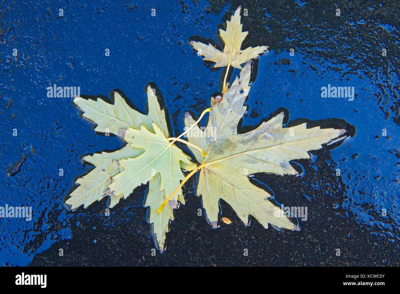 Manitoba Maple High Resolution Stock Photography and Images - Alamy