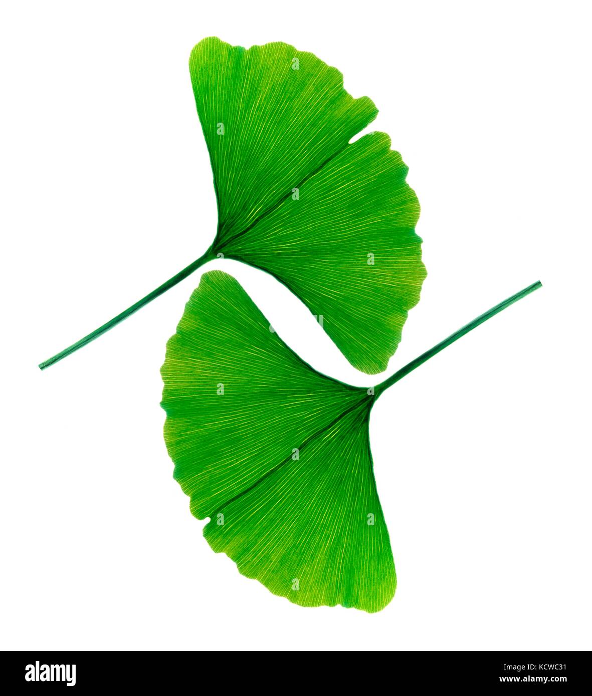 Ancient species of tree Cut Out Stock Images & Pictures - Alamy