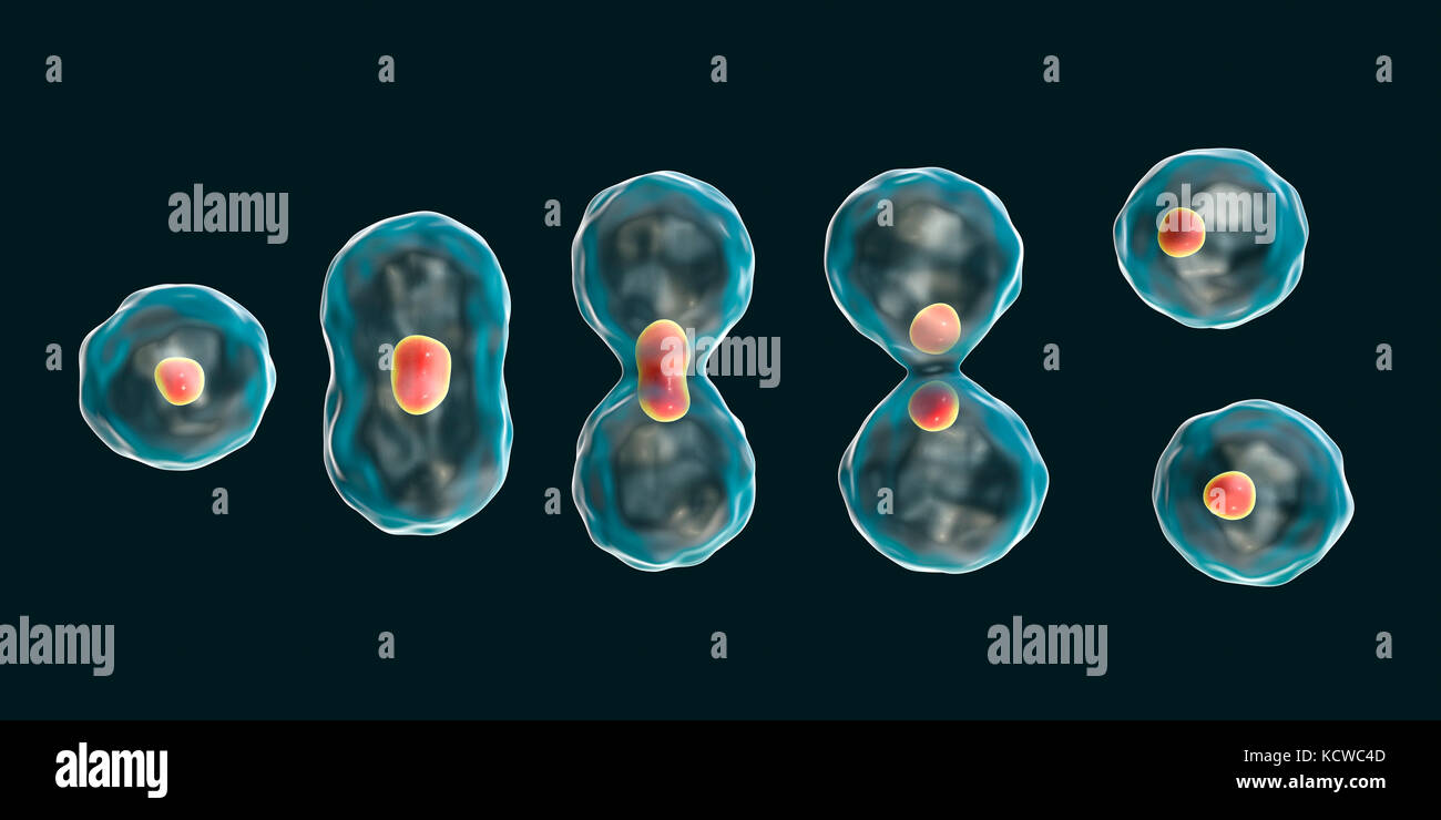 Nuclear division, computer illustration Stock Photo - Alamy