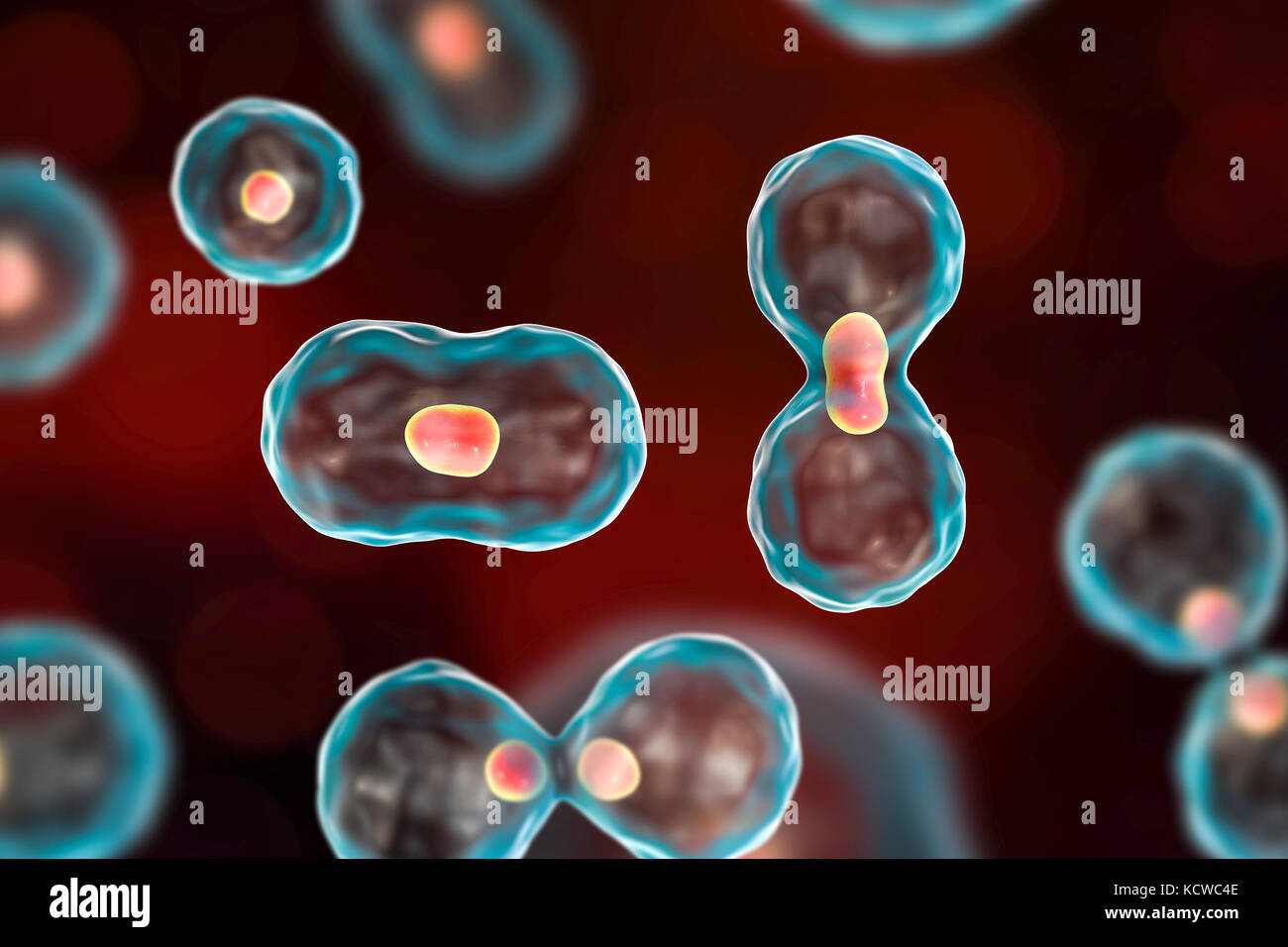 Nuclear division, computer illustration Stock Photo - Alamy
