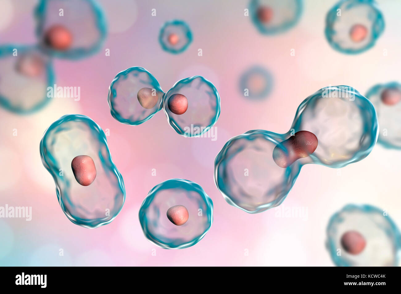 Mitosis cell division hi-res stock photography and images - Alamy