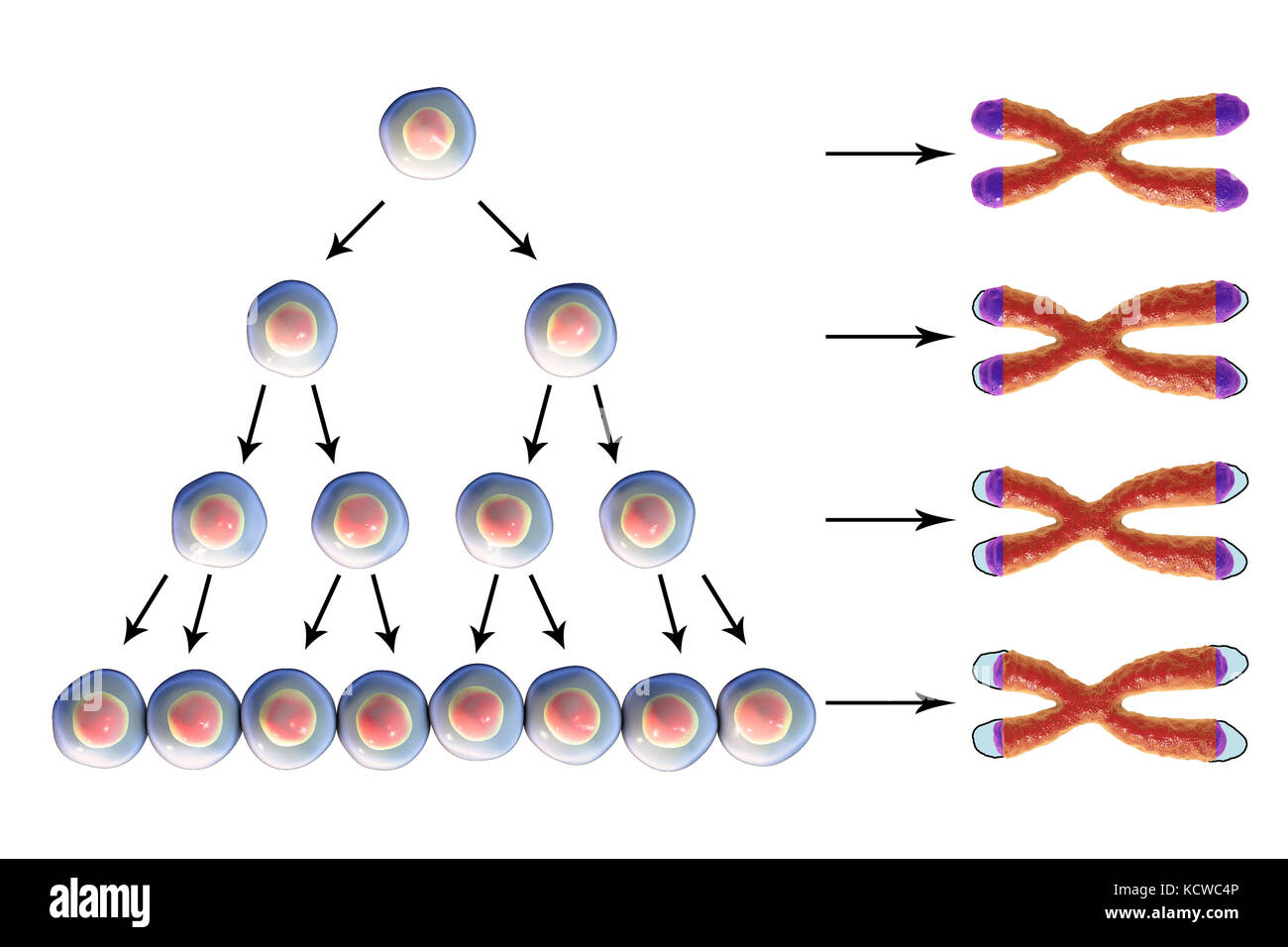 Telomere Shortening