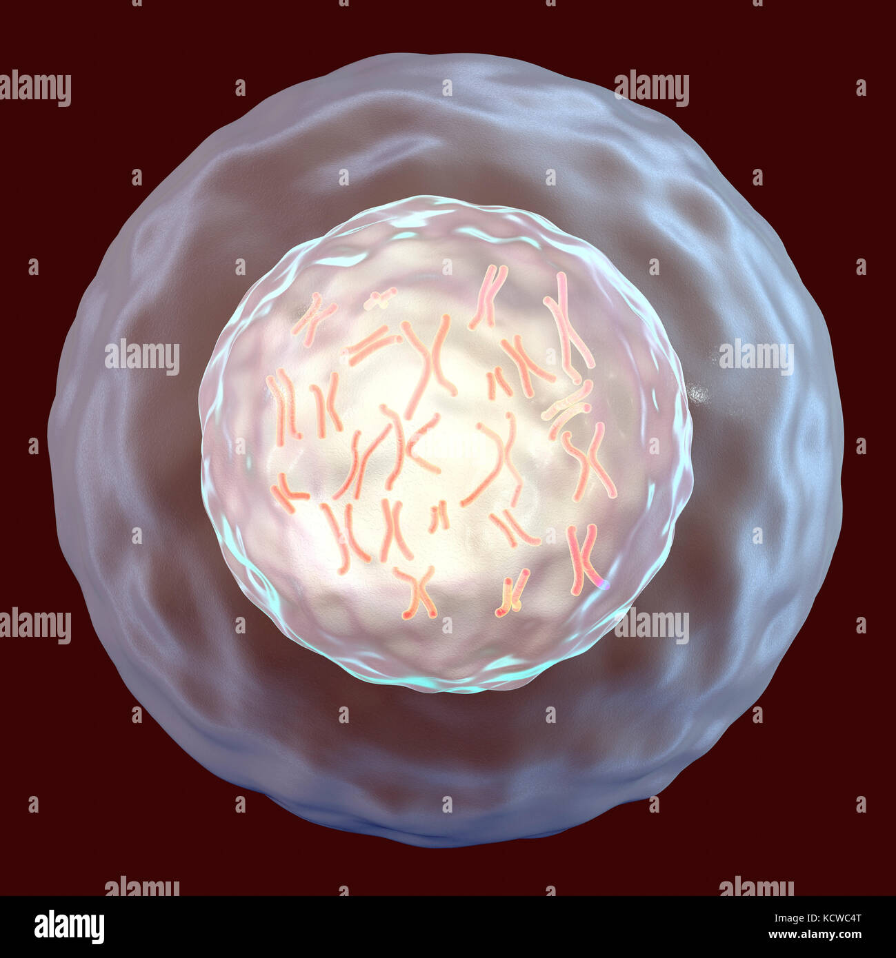 Human cell with chromosomes, illustration. Chromosomes, which consist ...