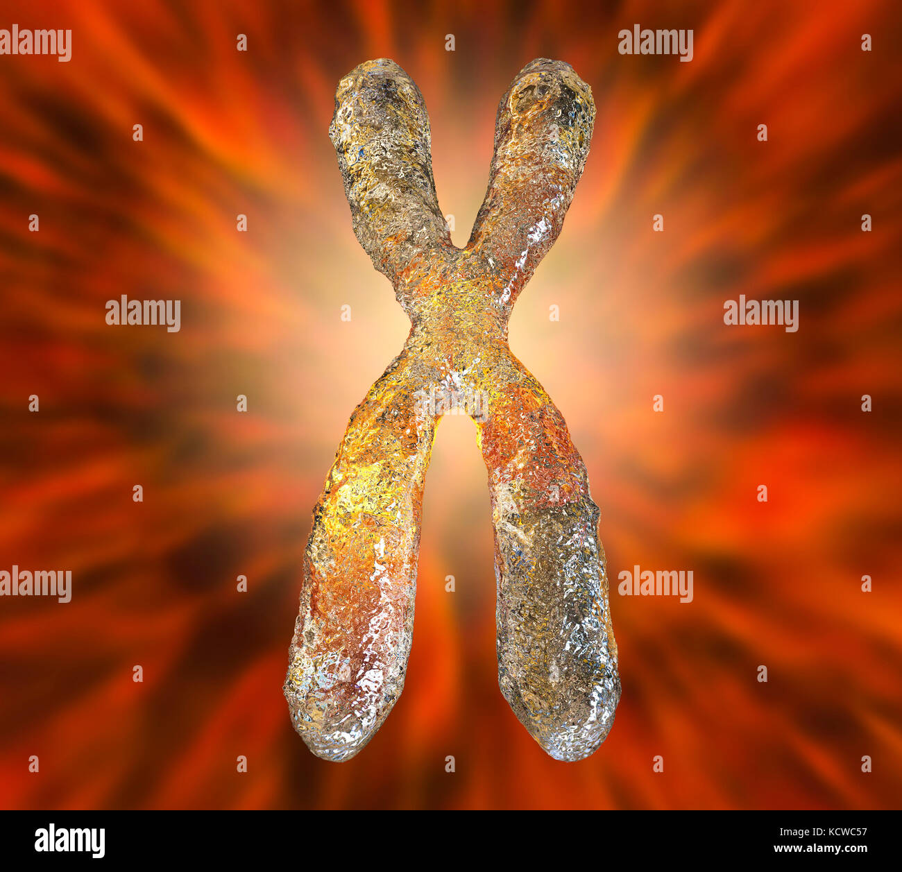 Chromosome biology chromatids High Resolution Stock Photography and ...