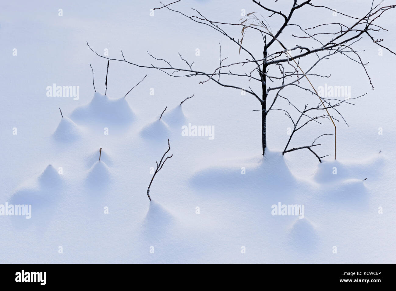 Twigs in snow, Belair Provincial Forest, Manitoba, Canada Stock Photo ...