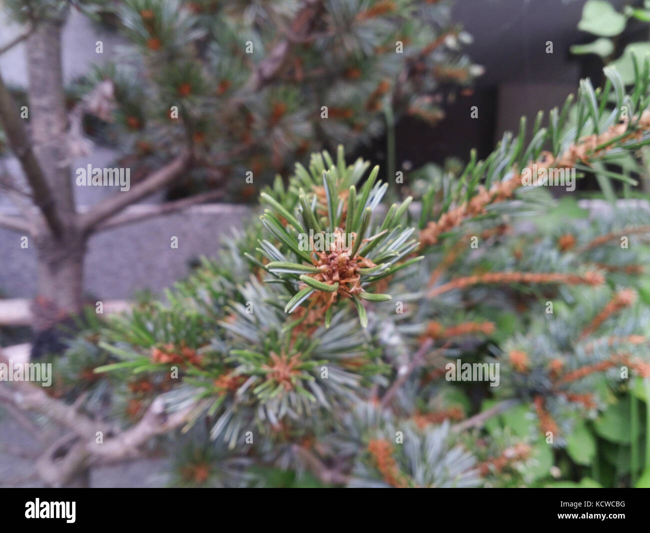 Fir tree in forest Stock Photo - Alamy