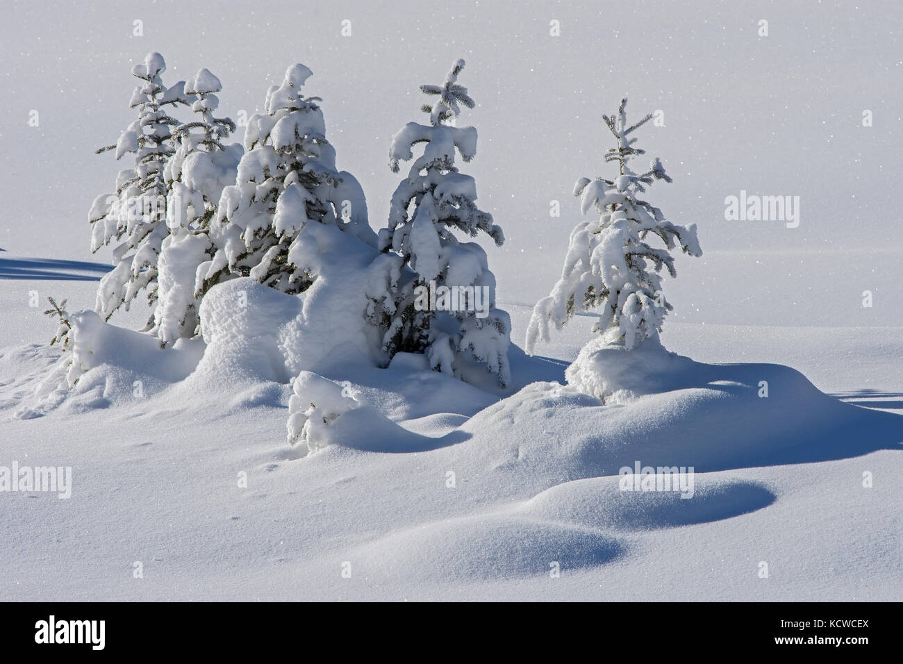 Coniferous tree saplings in snow, Kootenay National Park, British ...