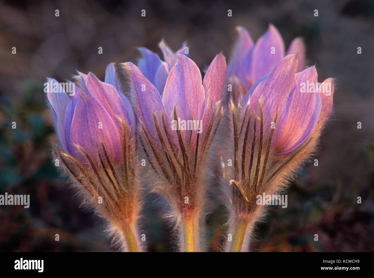 Prairie crocus (Anemone patens), Sandilands Provincial Forest, Manitoba ...