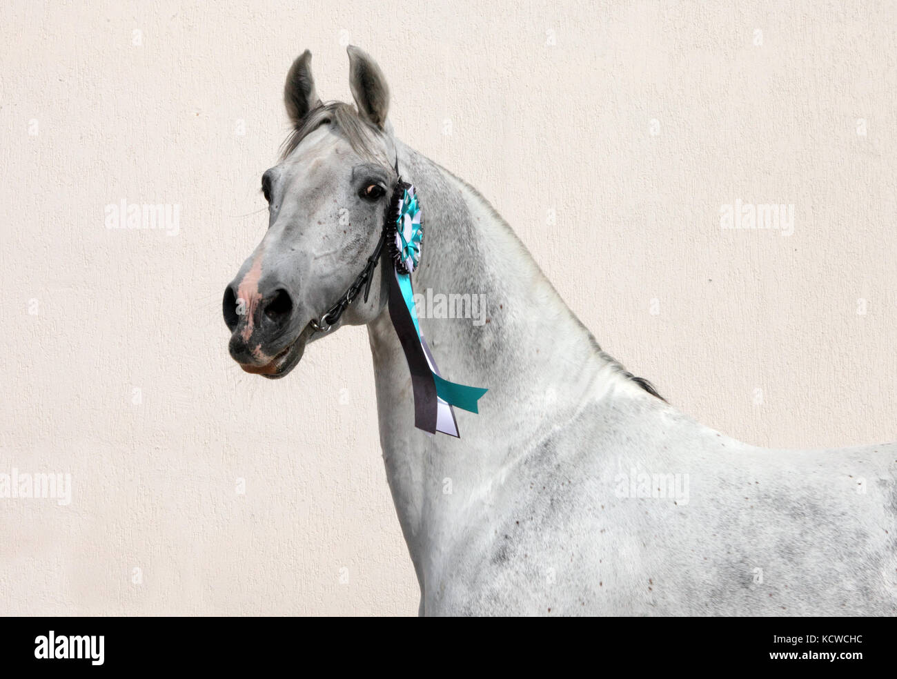 Andalusian winner show horse portrait of gray gelding seen against ...
