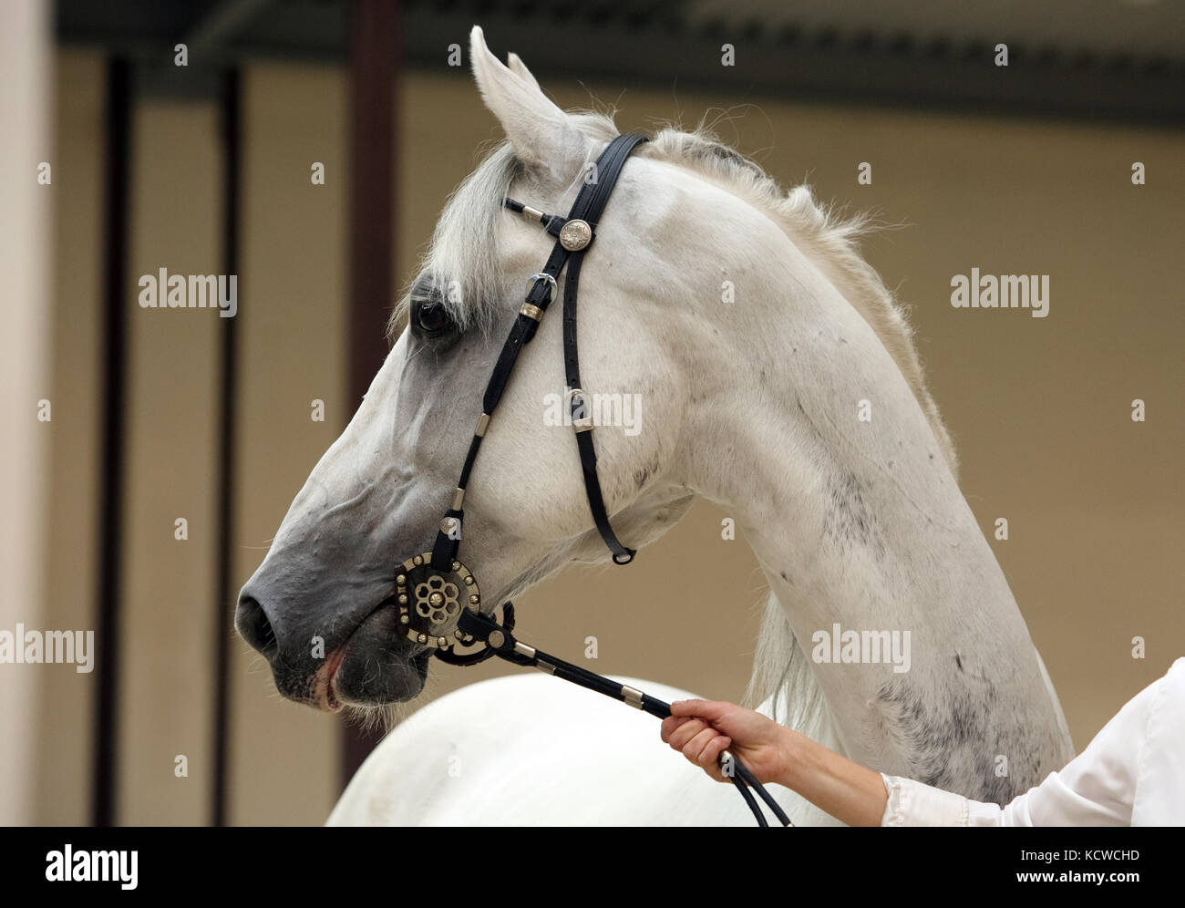 Arabian horse, gray, portrait, wearing a show halter Stock Photo - Alamy