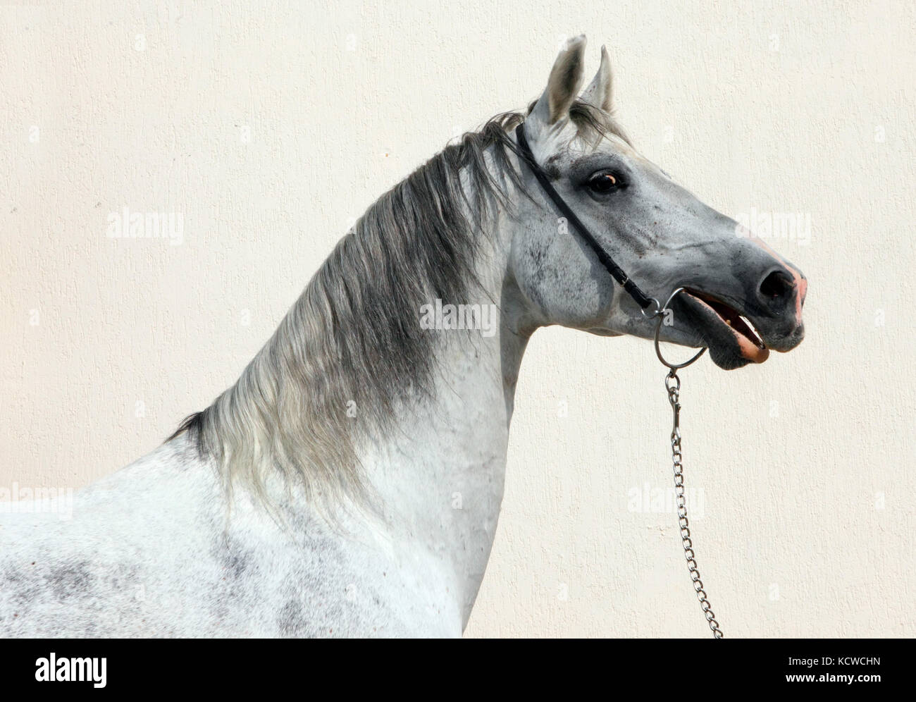 Andalusian winner show horse portrait of gray gelding seen against ...