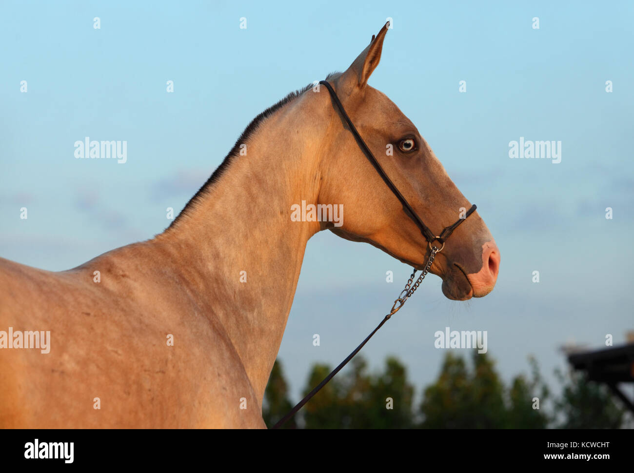 Portrait of beautiful purebred akhal-teke horse at sunset Stock Photo ...