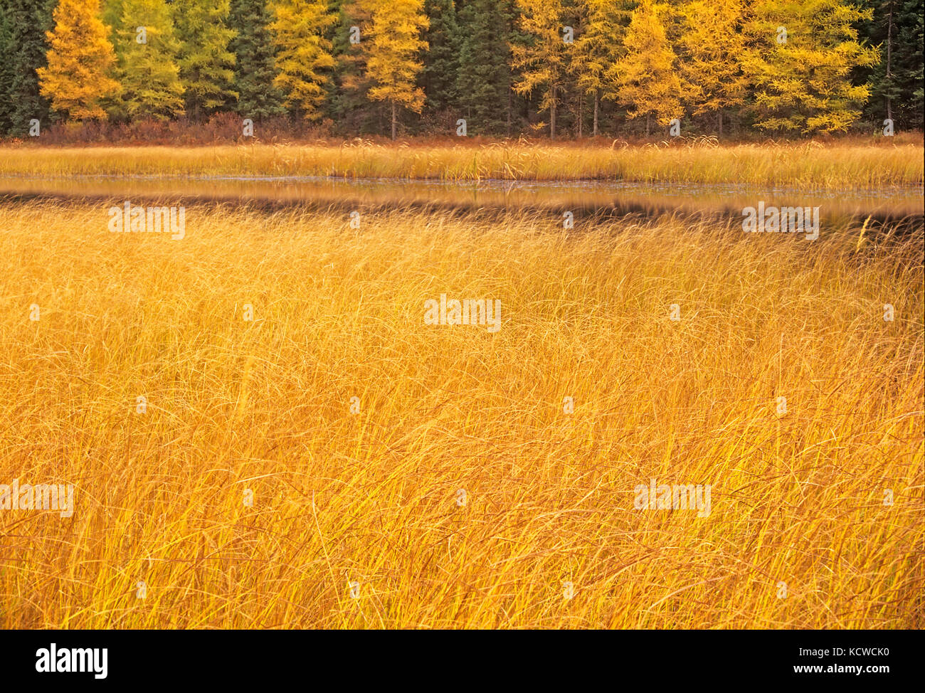 Marsh and larches hi-res stock photography and images - Alamy