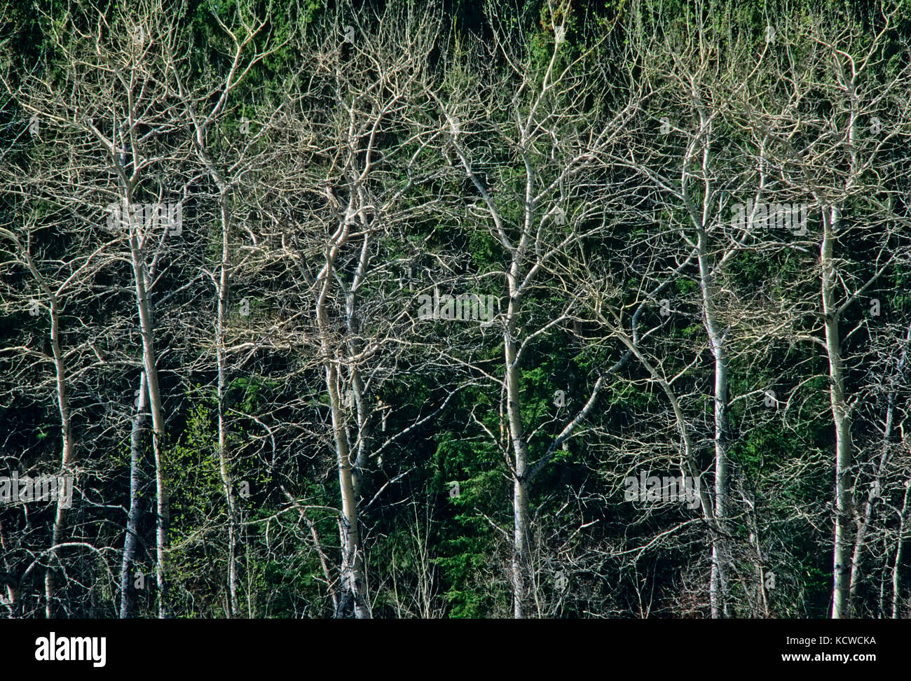 Aspen (Populus tremuloides) trees in spring, Riding Mountain National ...