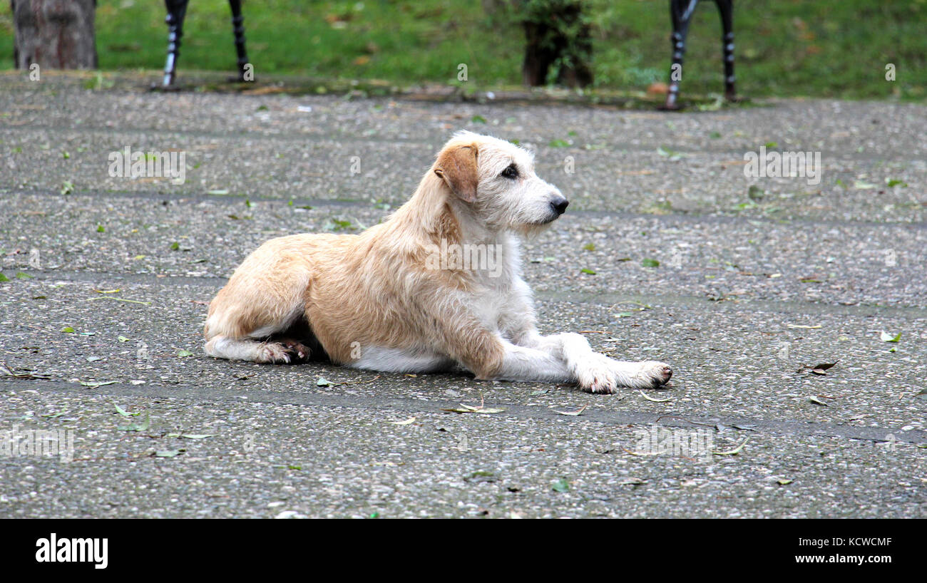 picture of a A stray dog with crosed legs laying on a pavement Stock ...