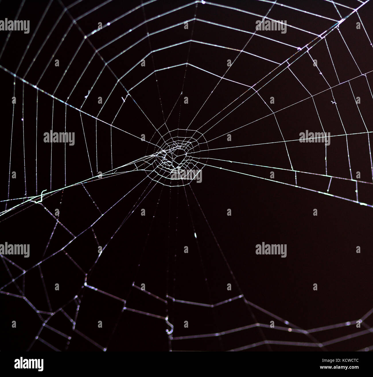 picture of a Spider web. animals theme Stock Photo - Alamy