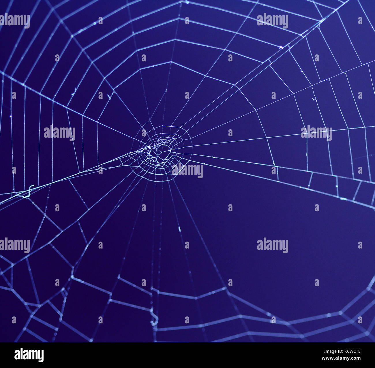 picture of a Spider web. animals theme Stock Photo - Alamy