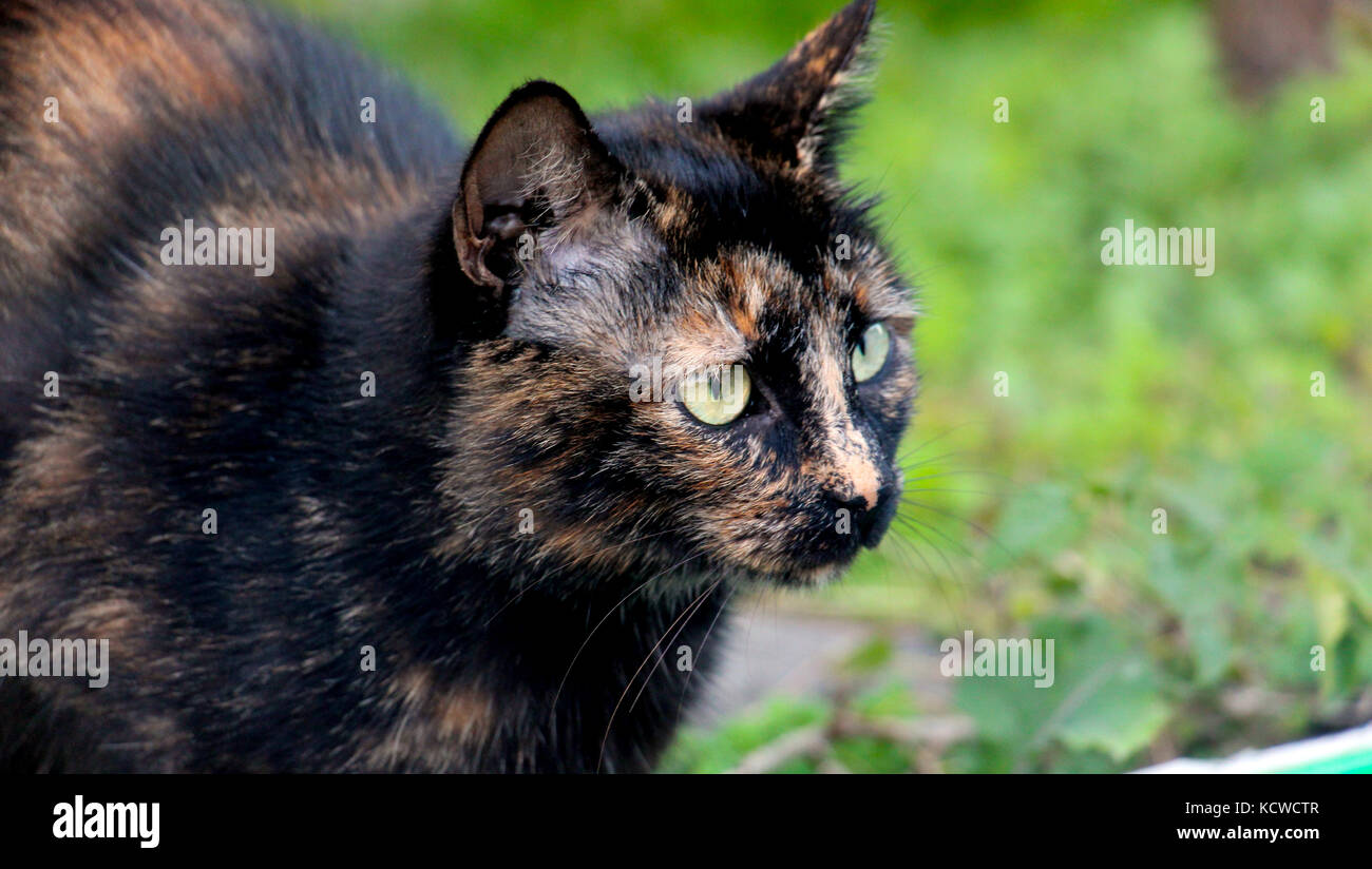 picture of a black stray cat Stock Photo - Alamy