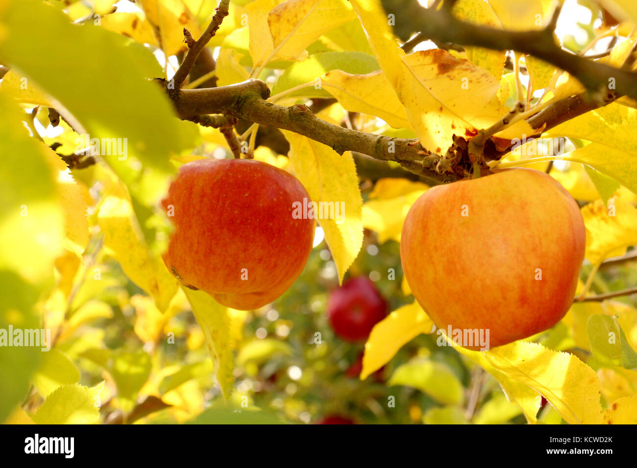 picture of a Ripe apples on the tree.autumn concept Stock Photo - Alamy