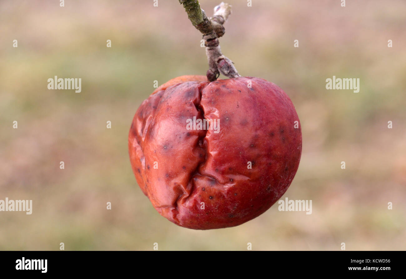 Frozen red apple in the tree, morning shot Stock Photo - Alamy
