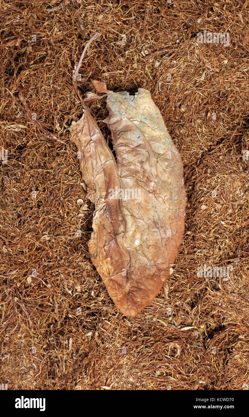 picture of a smoking issues, tobacco and nicotine addiction , health ...