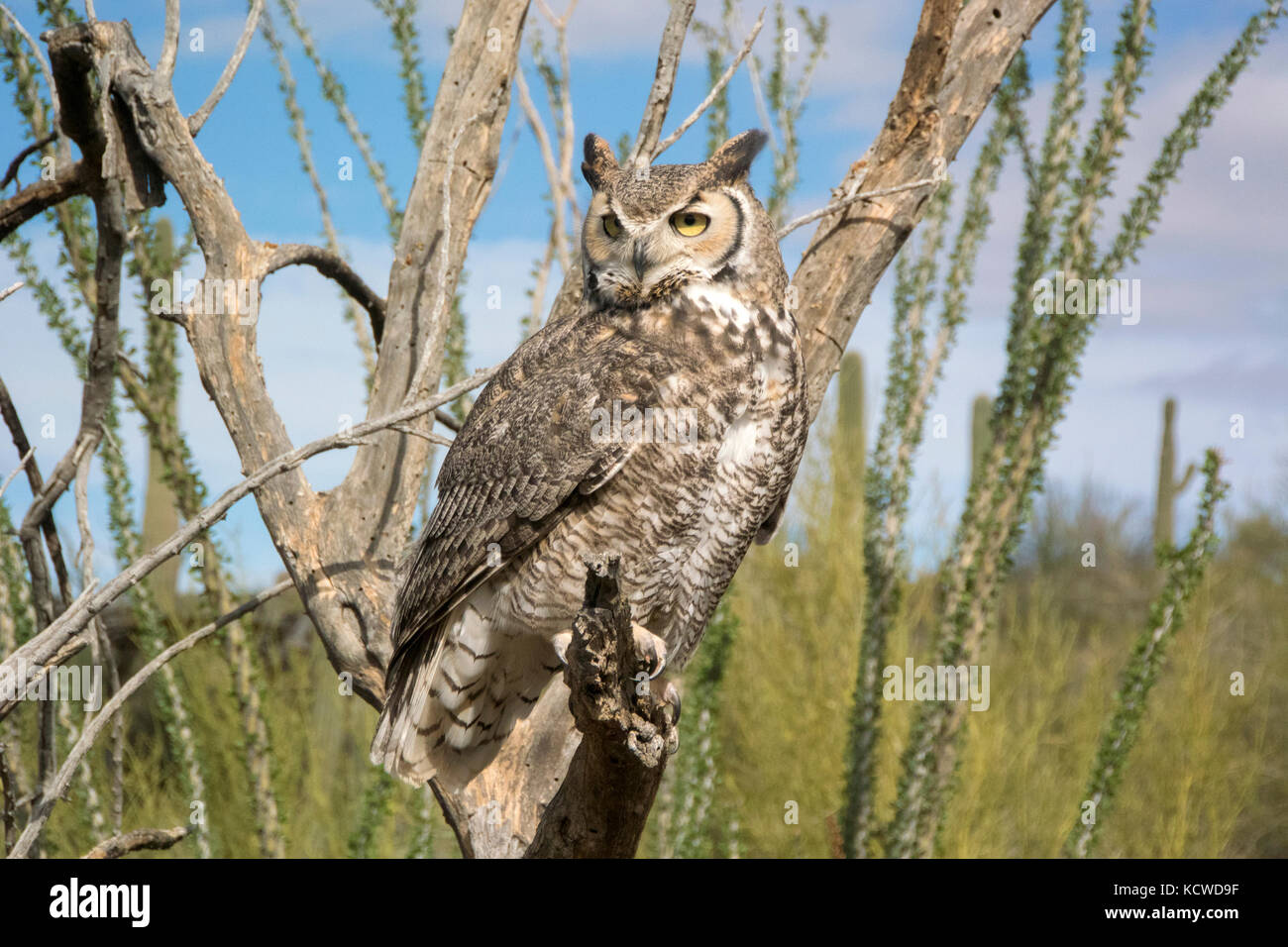 Sonoran desert birds of prey hi-res stock photography and images - Alamy