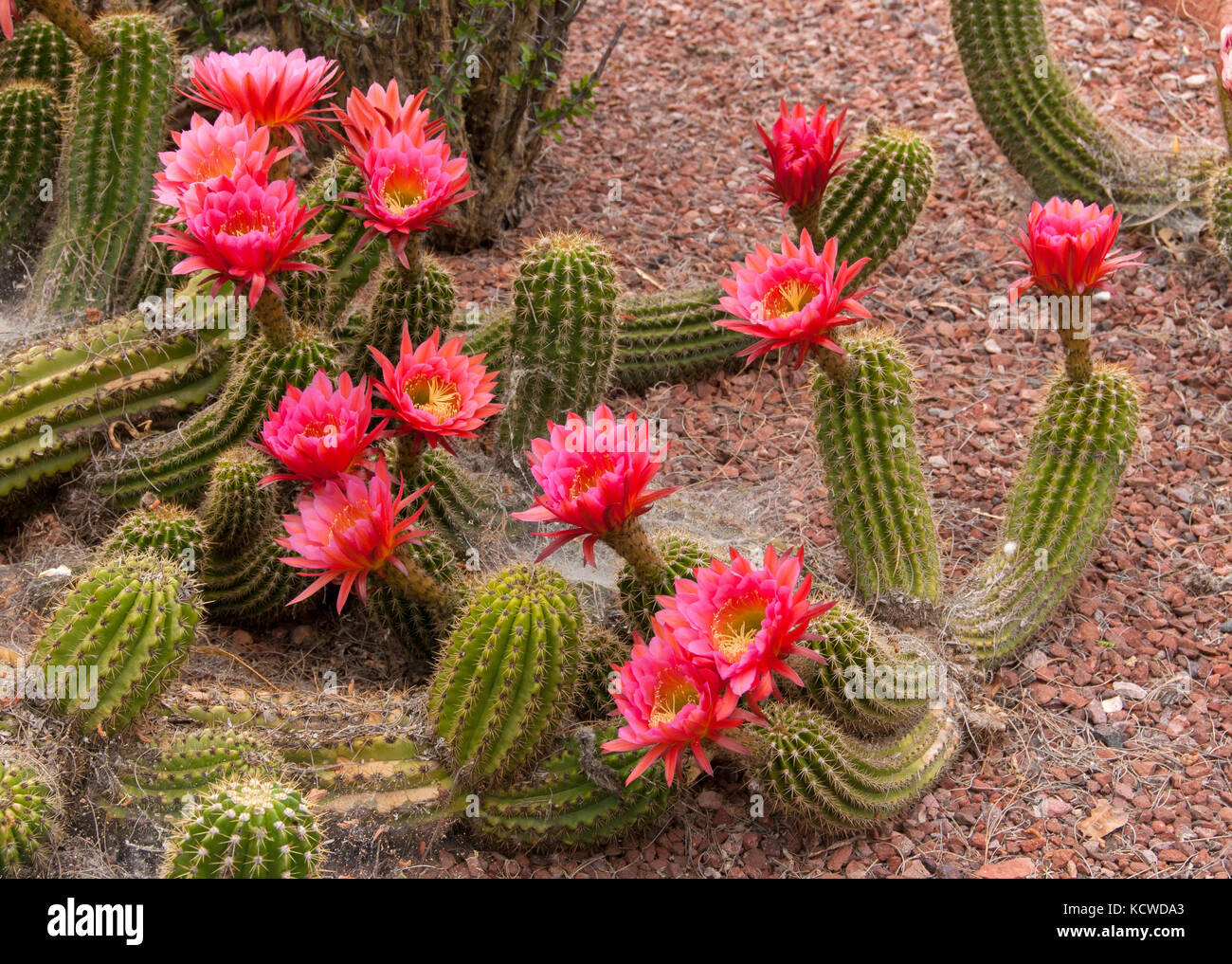 Trichocereus hybrid hi-res stock photography and images - Alamy
