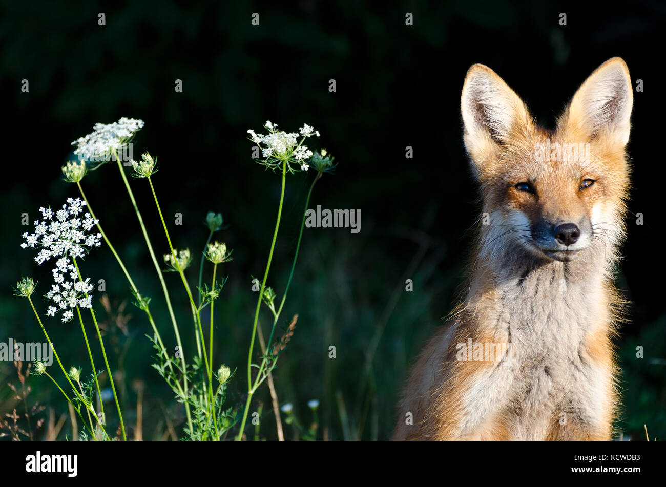 Red fox, Vulpes vulpes, Queen Anne's Lace, Daucus carota, Cavendish ...