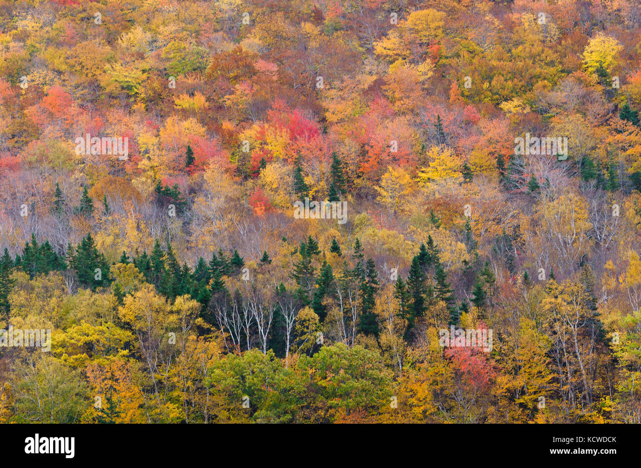 trees, fall, autumn,Cape Breton Highlands National Park, Cape Breton ...