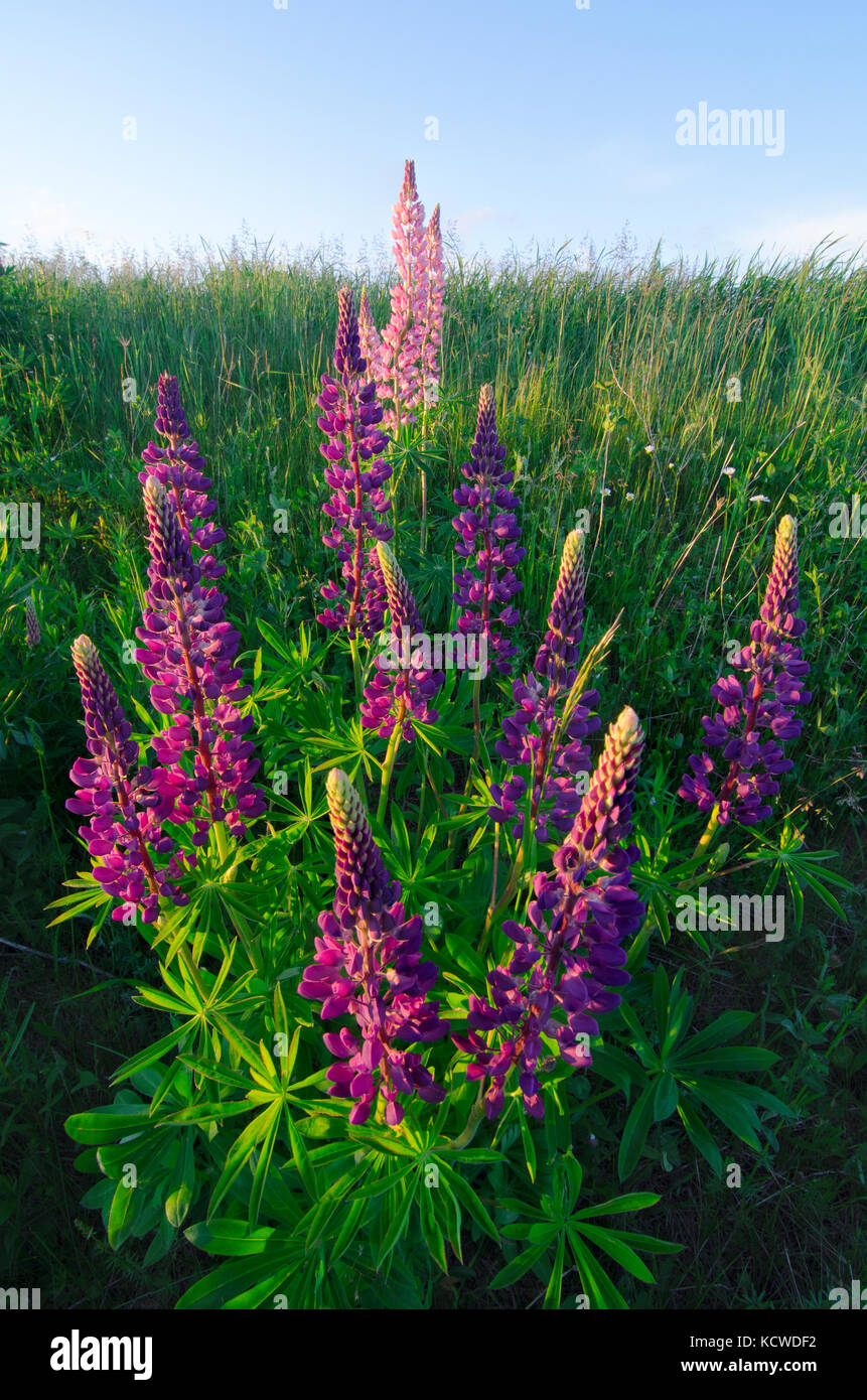 lupins, Lupinus species, flowers, field, Stanley Bridge, Prince Edward ...