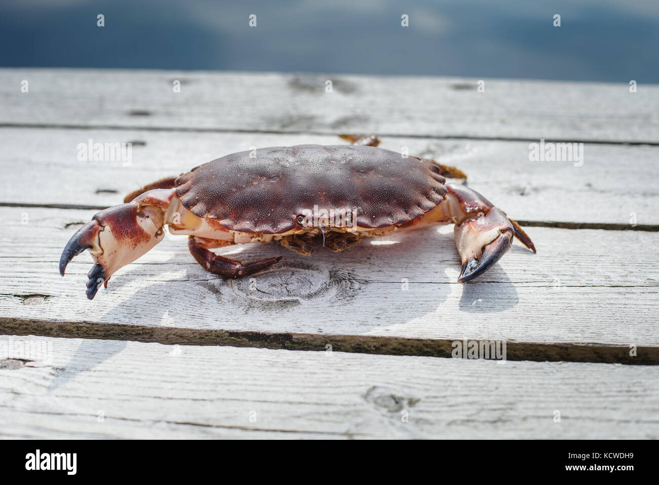alive crab standing on wooden floor Stock Photo - Alamy