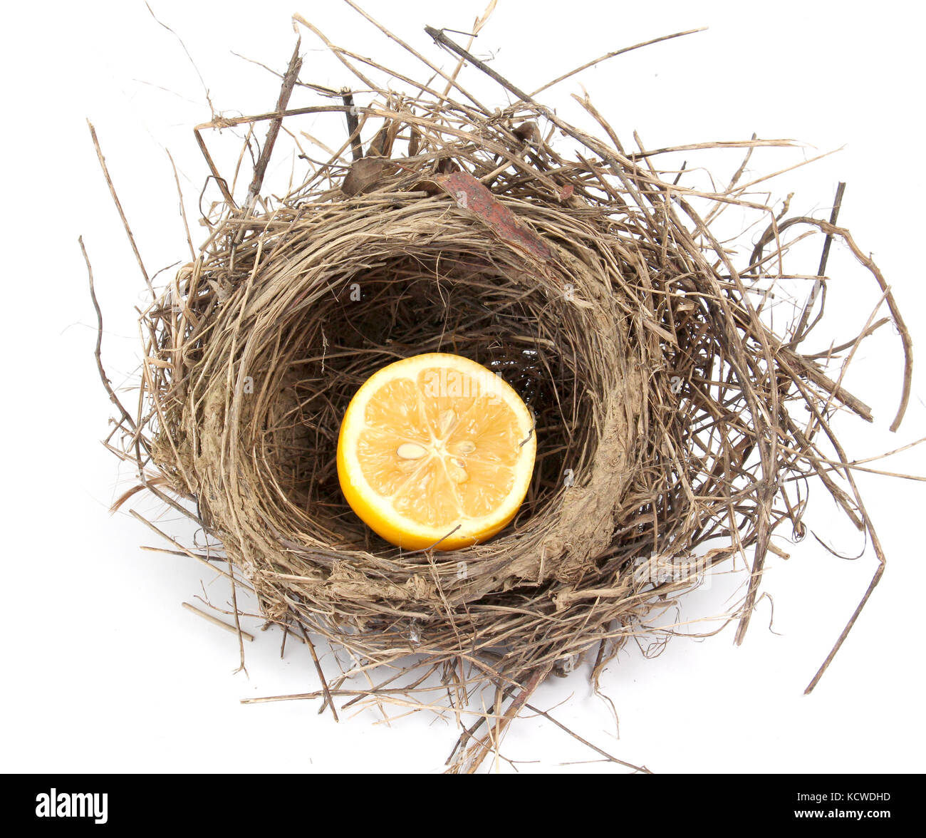Juicy yellow lemon in a bird nest on a white background isolated,health ...
