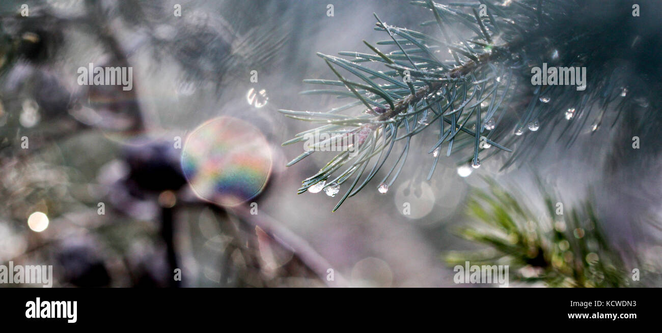 picture of a frosted raindrops on evergreen tree twig Stock Photo - Alamy