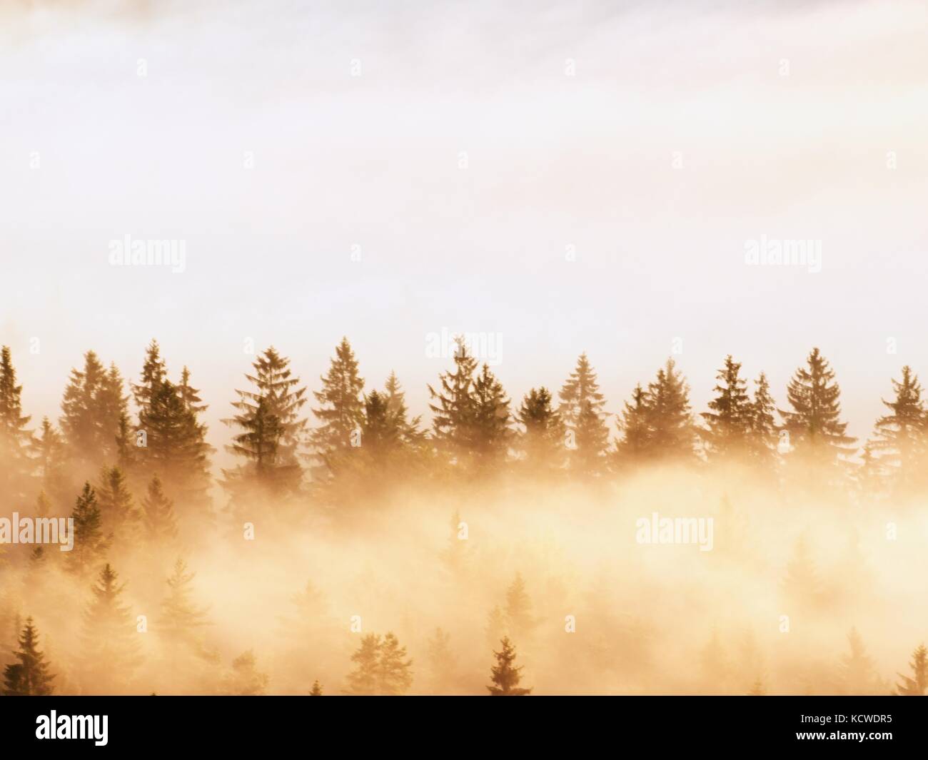 Stripped colorful mist. Summer forest after heavy rainy night. Treetops ...