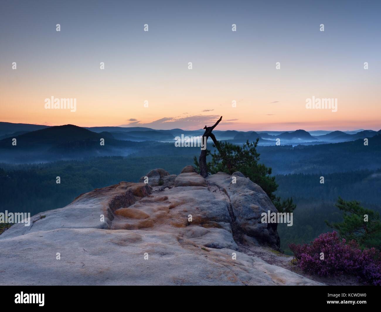 Wild bonsai pine tree on sandstone rocky cliff. Tourist resort. Natural ...