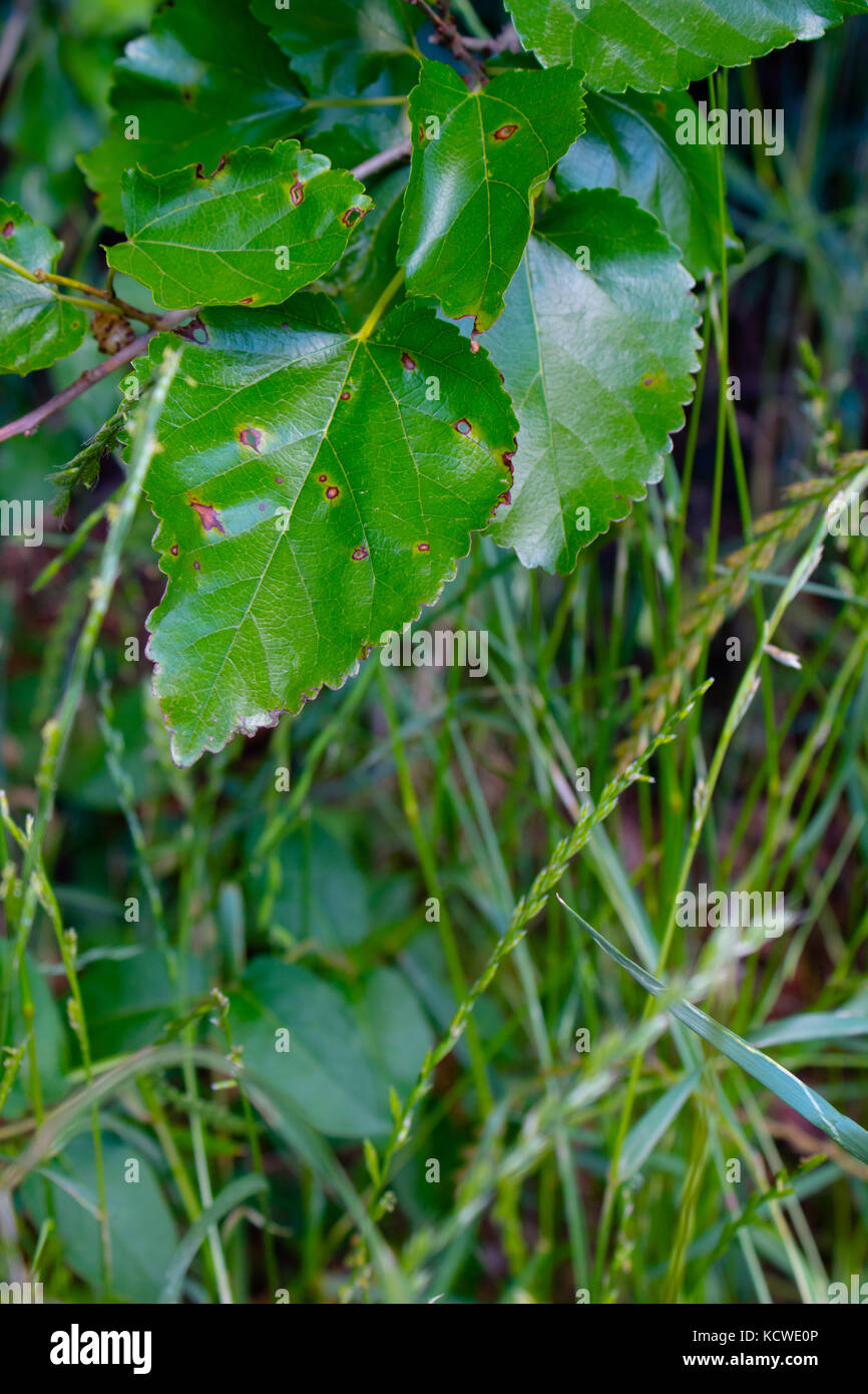 Crenate leaves hi-res stock photography and images - Alamy