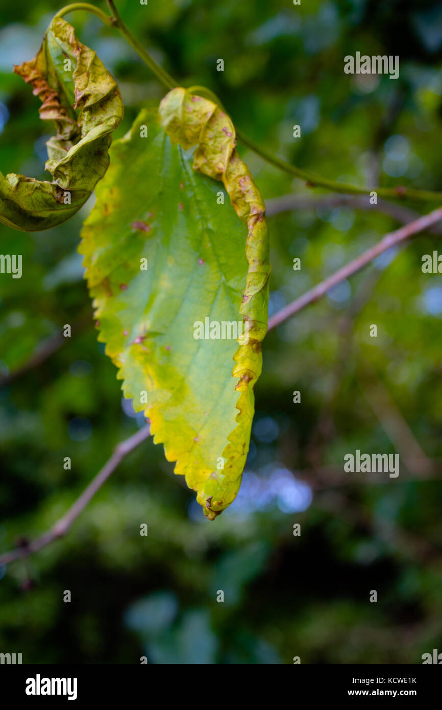Pinnatifid hi-res stock photography and images - Alamy