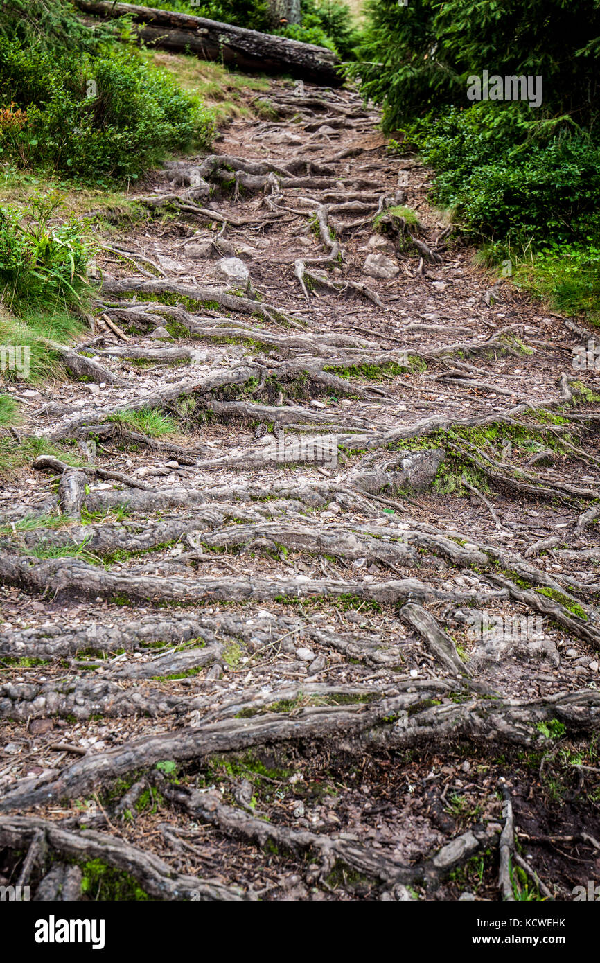 Roots texture hi-res stock photography and images - Alamy