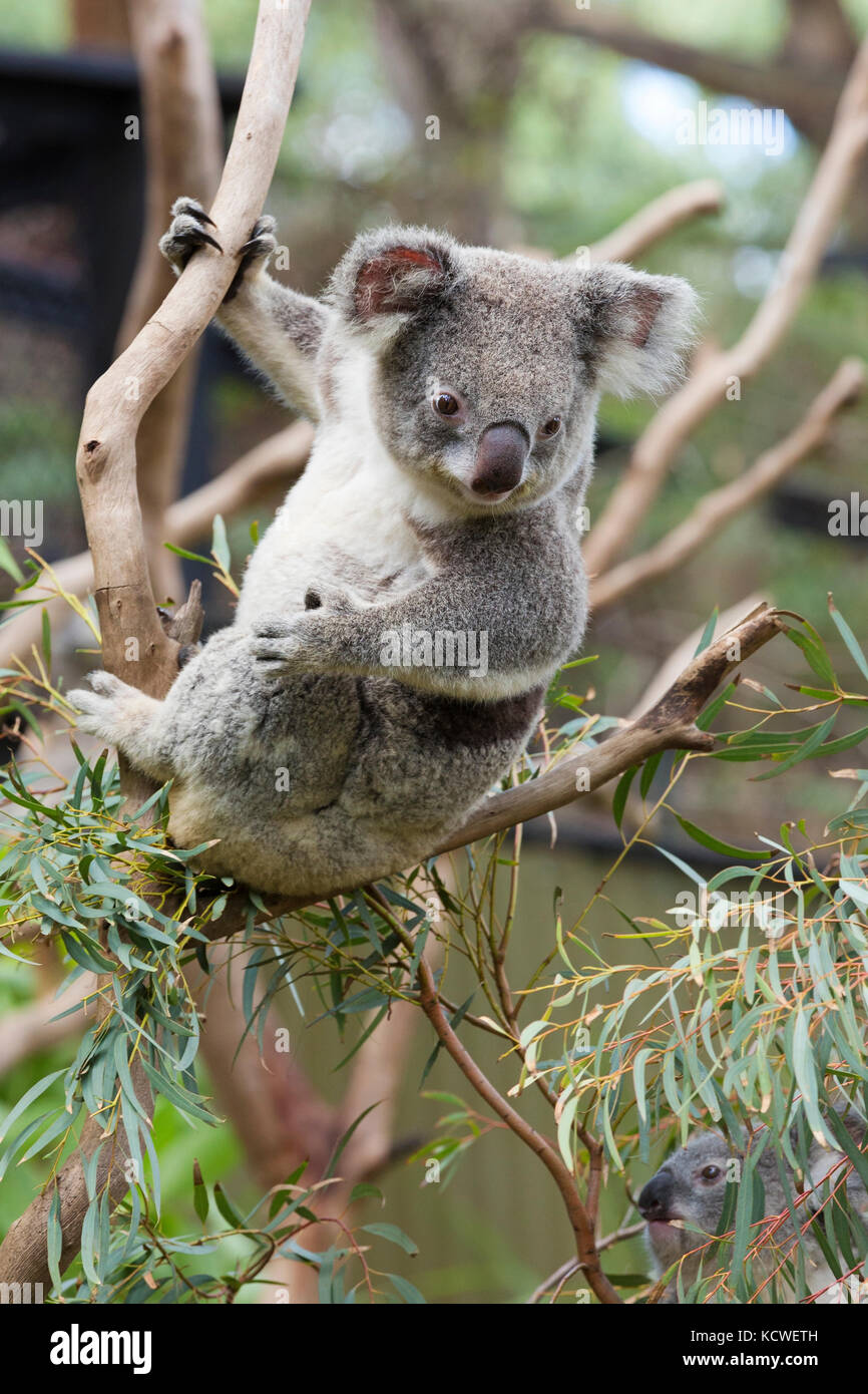 A Koala on the tree, Australia Stock Photo - Alamy