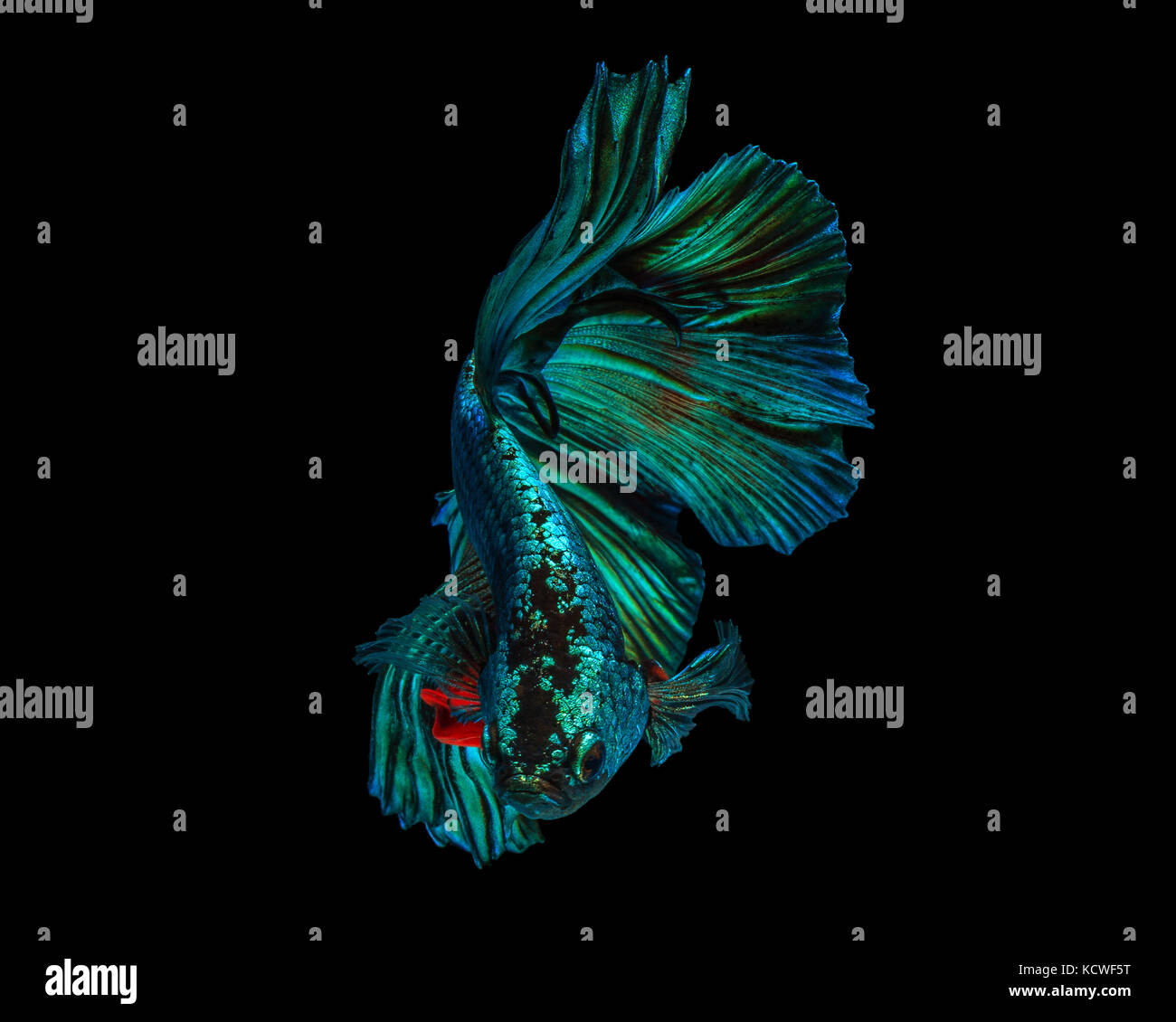Fine art concept close up beautiful movement of "Half moon" Betta fish ...