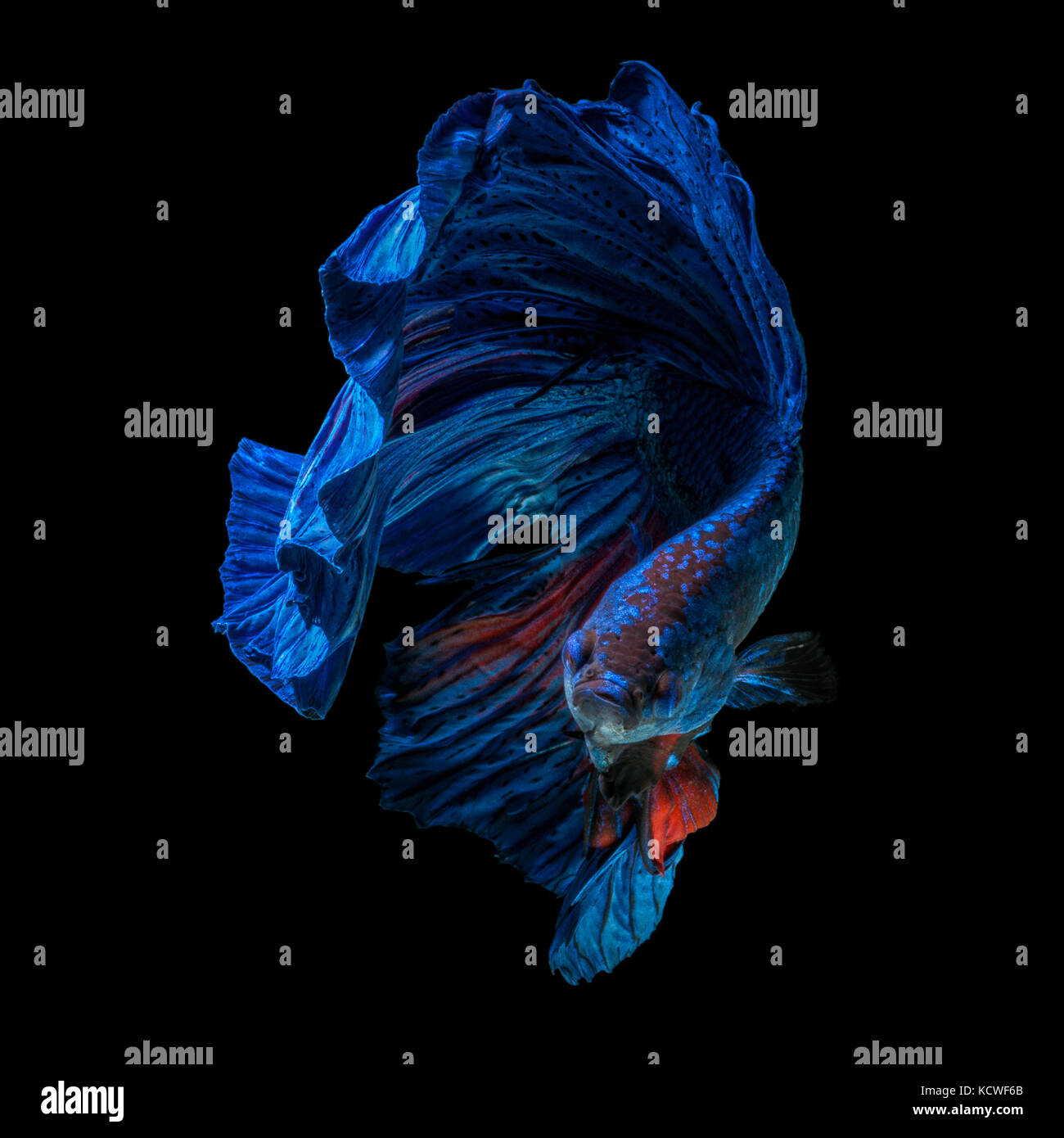 Fine art concept close up beautiful movement of "Half moon" Betta fish ...